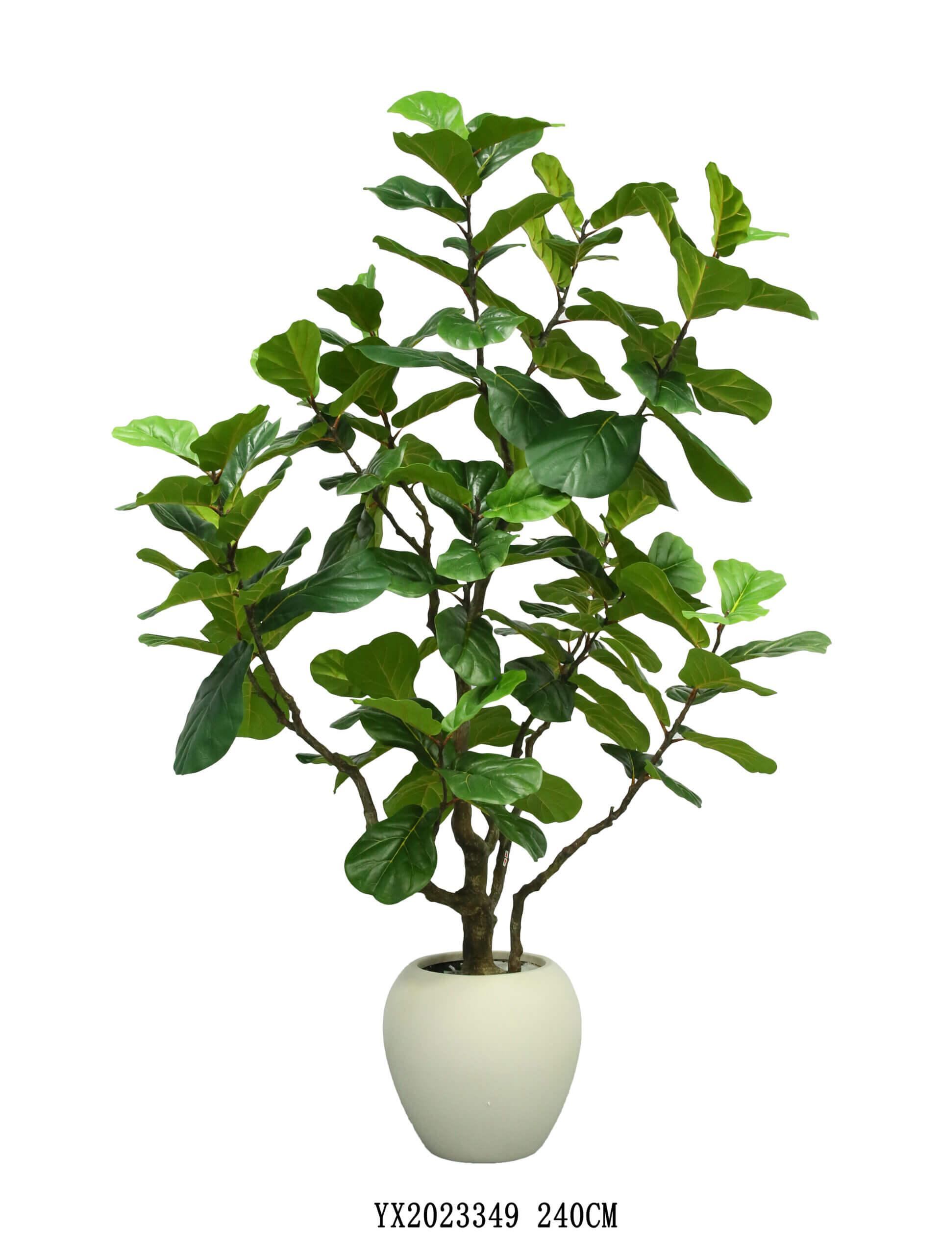 BIG LEAF FICUS