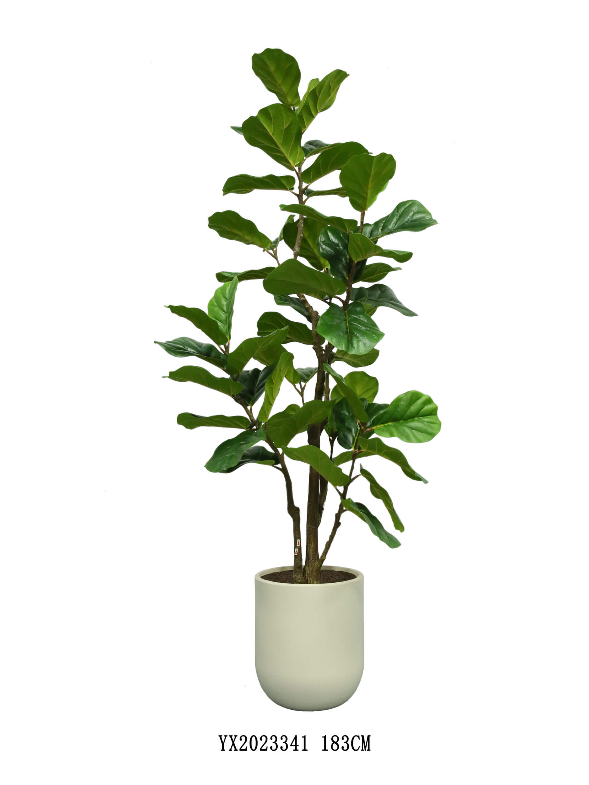 51LEAVES BIG LEAF FICUS KD WITH BLACK POT