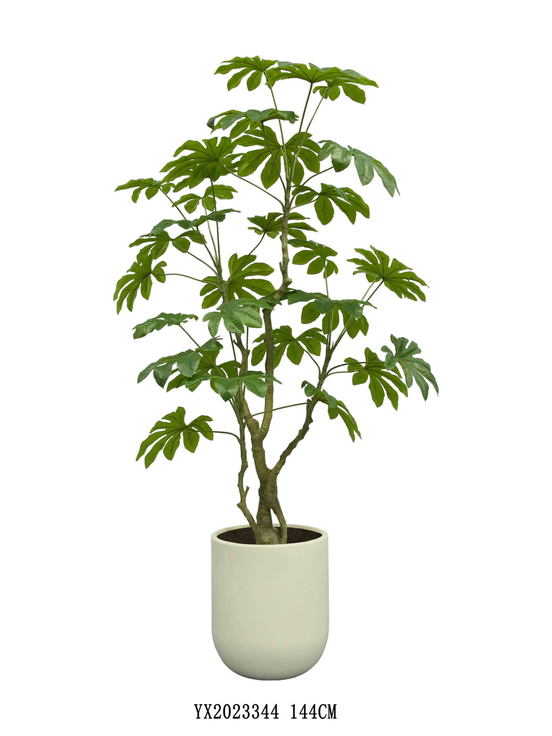 HORN FICUS